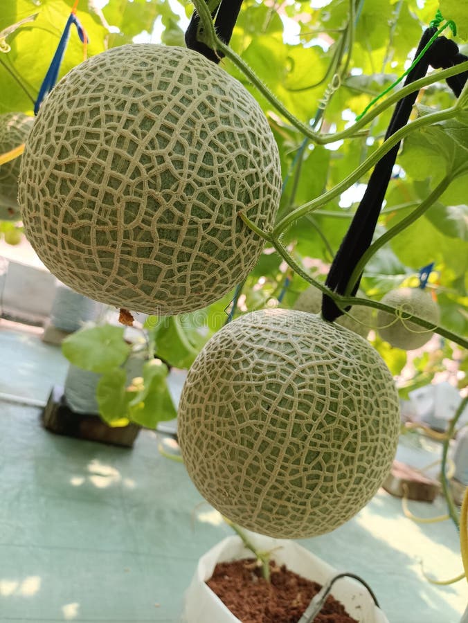 Yellow Melon Fruit Thrives with Green Leaves Stock Photo - Image of ...