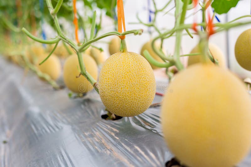 Yellow melon stock photo. Image of grow, nature, dessert - 89785048