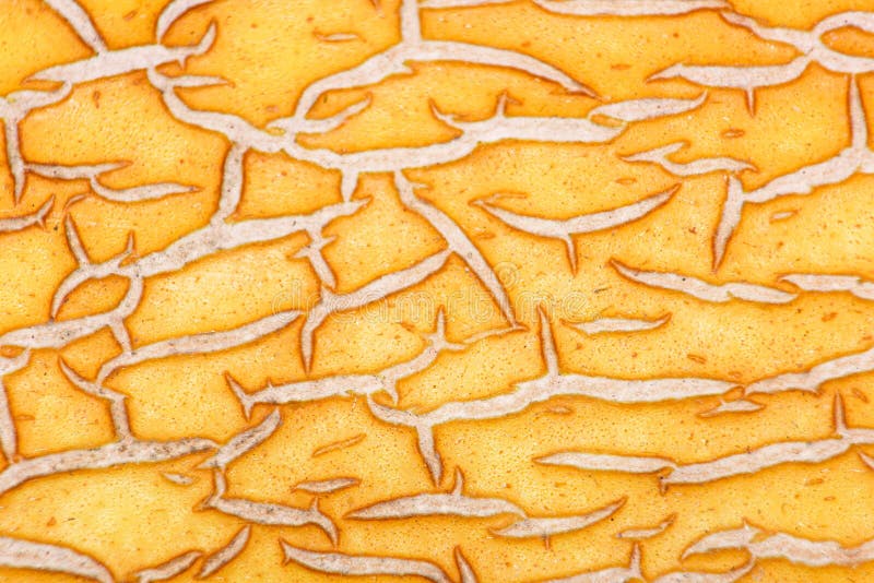 Yellow Melon Skin Smooth Texture Stock Photo - Image of food, nutrition ...