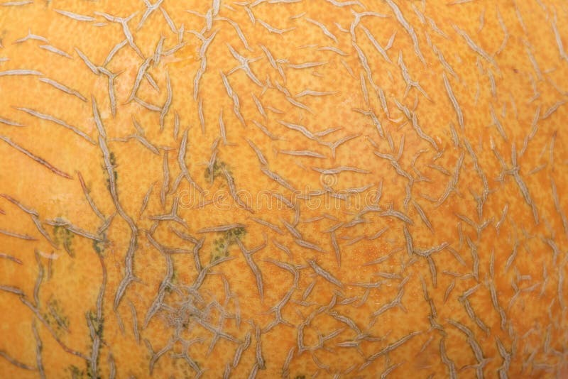 Yellow melon skin stock image. Image of bumpy, honeydew - 200964035