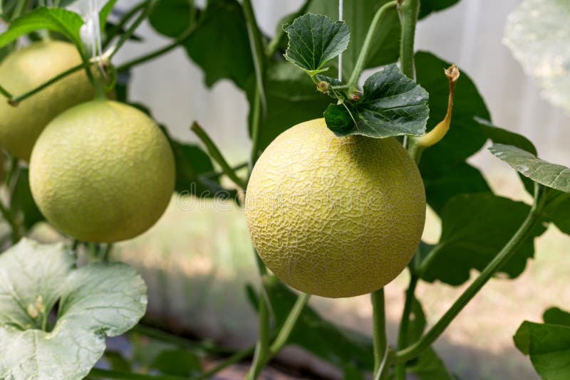 The melon on tree stock photo. Image of moji, fruit, asia - 58408472