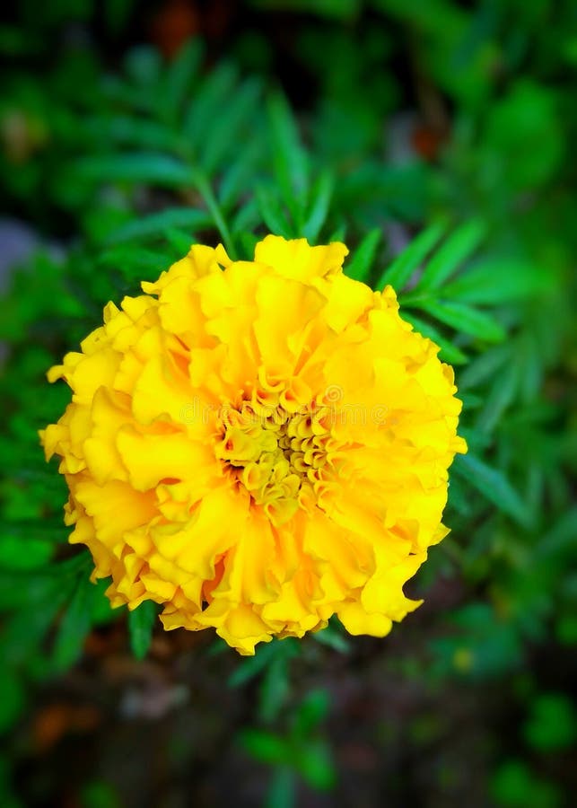 Yellow merigold flower stock image. Image of blossom - 140273169