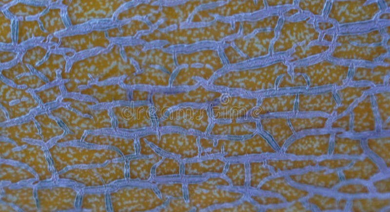 Yellow mesh texture stock image. Image of wallpaper - 262826621