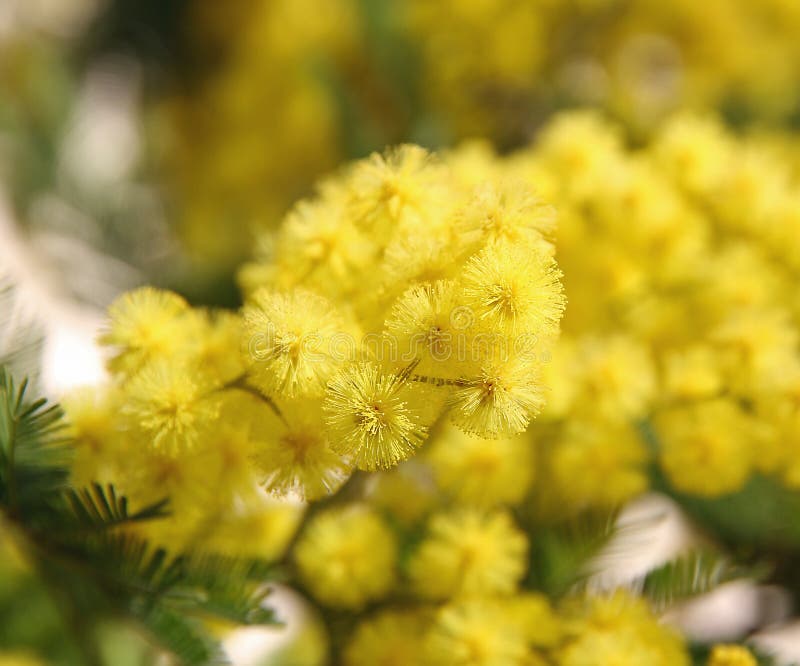 Yellow mimosa in bloom stock photo. Image of delle, ball - 38691852