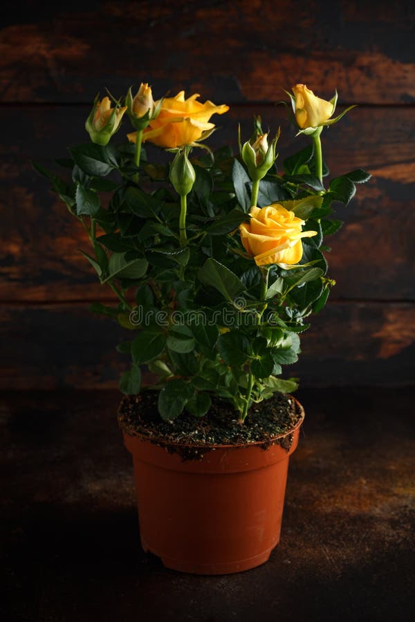 Yellow Mini Rose Bush, House Plant on Rustic Table Stock Photo - Image ...