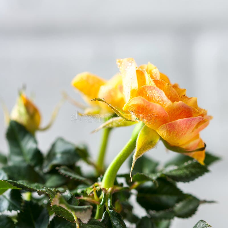 Yellow Mini Rose Bush on White Background. Gardening, Flowers Stock ...