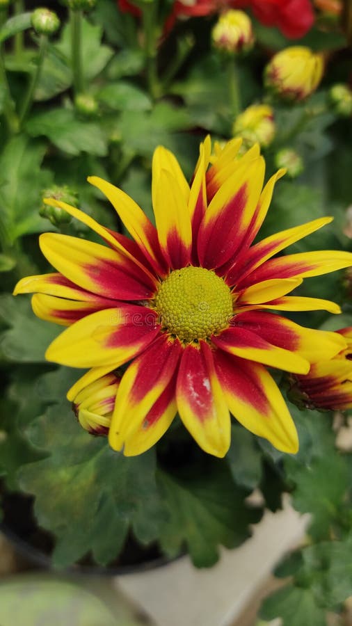 1,093 Yellow Mini Sun Stock Photos - Free & Royalty-Free Stock Photos ...