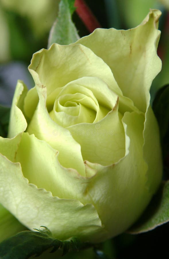 Yellow Miniature Rose stock image. Image of beautiful, yellow - 62613