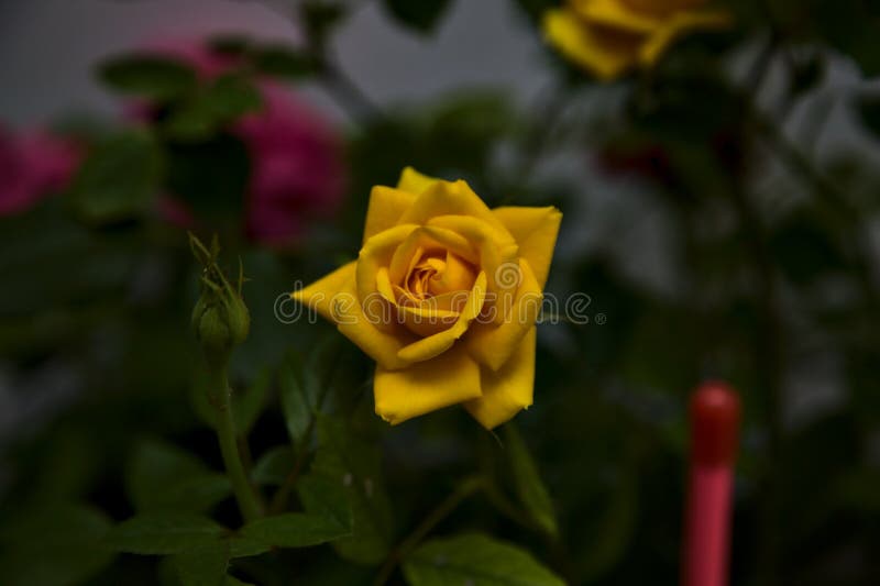 Yellow Miniature Rose in Bloom with Foliage on a White Background Stock ...
