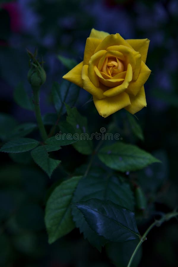 Yellow Miniature Rose in Bloom with Foliage on a White Background Stock ...