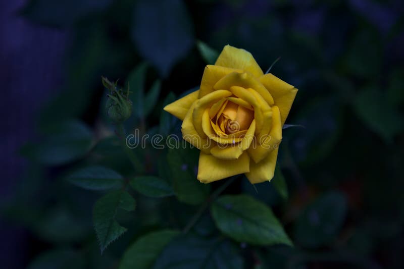 Yellow Miniature Rose in Bloom with Foliage on a White Background Stock ...