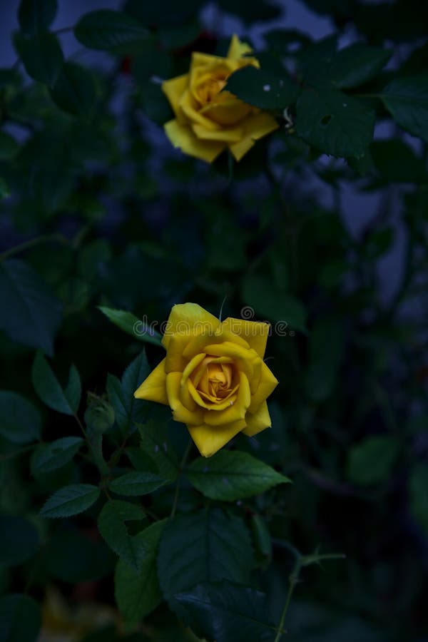 Yellow Miniature Rose in Bloom with Foliage on a White Background Stock ...