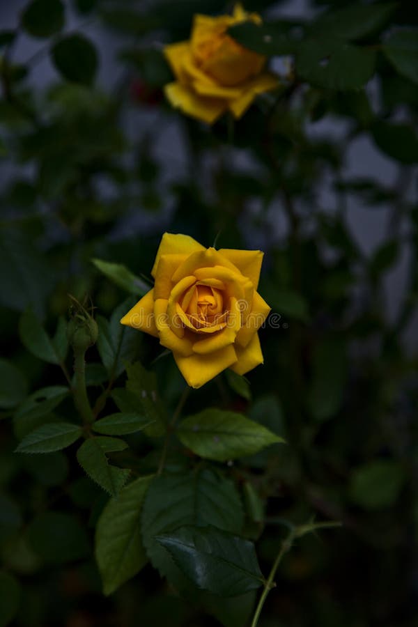 Yellow Miniature Rose in Bloom with Foliage on a White Background Stock ...