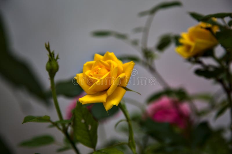 Yellow Miniature Rose in Bloom with Foliage on a White Background Stock ...