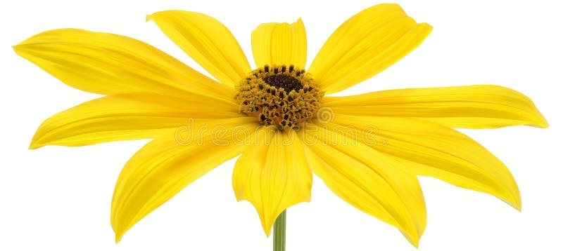 Yellow Minimalist Flower on White Backdrop, Focused Center, Ideal for ...