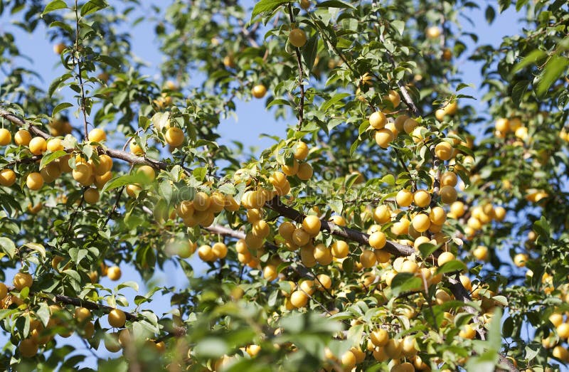 Yellow Mirabelle - RAW Format Stock Image - Image of natural, abundance ...