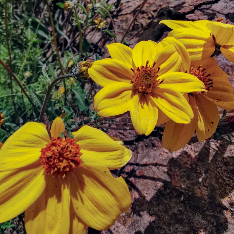 Mirasol Flowers Stock Photos - Free & Royalty-Free Stock Photos from ...