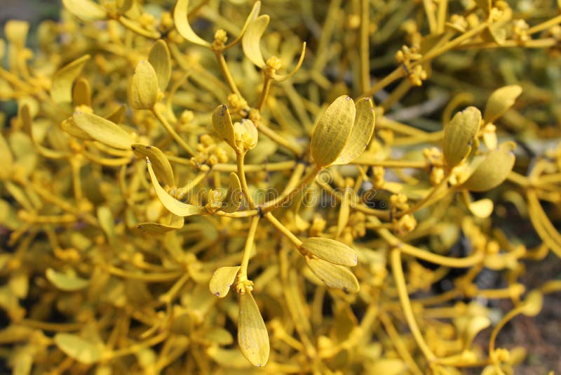 Yellow mistletoe stock photo. Image of parasitic, parasite - 68469202
