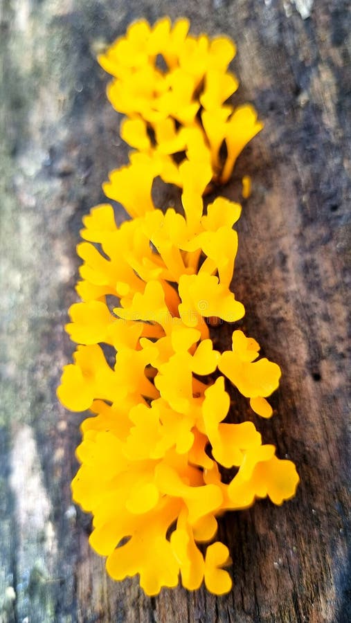 Yellow Mold Grows on Damp Wood Stock Image - Image of mushroom, wood ...