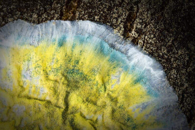 Yellow Mold On The Tree Bark. Texture. Stock Photo - Image of green ...