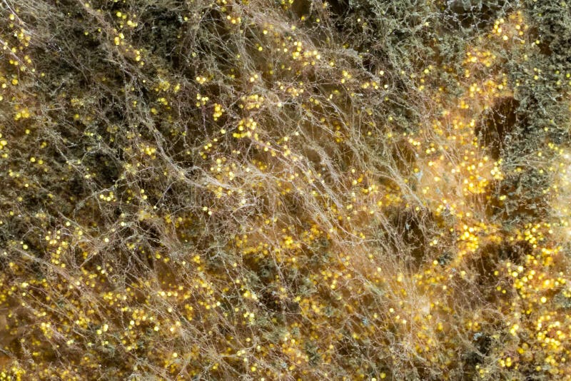 Yellow Mold Spores Macro Shot with Detail Visible Stock Photo - Image ...