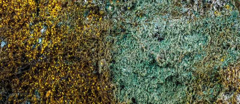 Yellow Mold Spores Macro Shot with Detail Visible Stock Image - Image ...