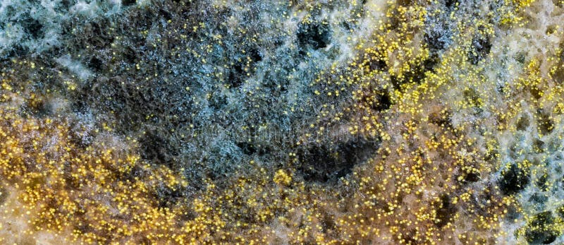 Yellow Mold Spores Macro Shot with Detail Visible Stock Photo - Image ...