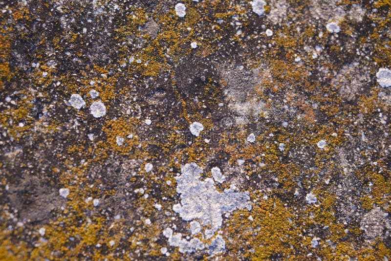 Yellow Mold Texture on Top of a Stone Stock Photo - Image of grey ...
