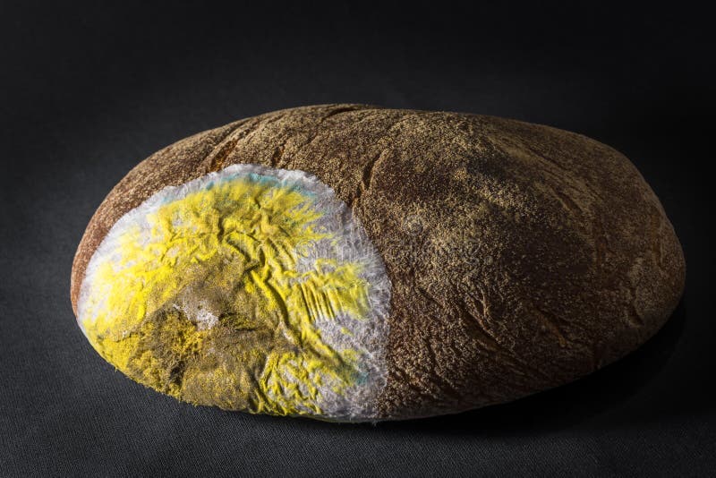 Yellow mold stock photo. Image of mildew, garbage, fungus - 110151408