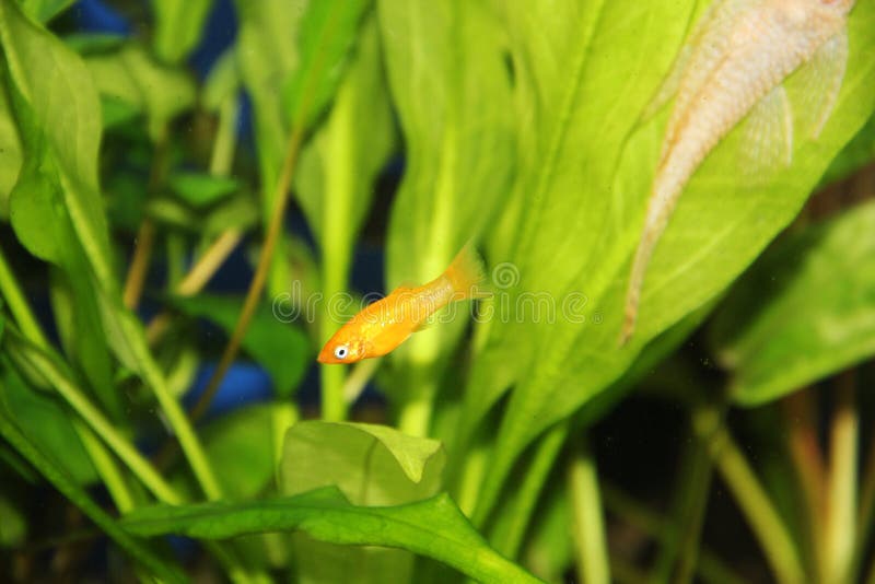 Yellow Molly Fish Poecilia Sphenops Close Up on a Fish Tank with ...