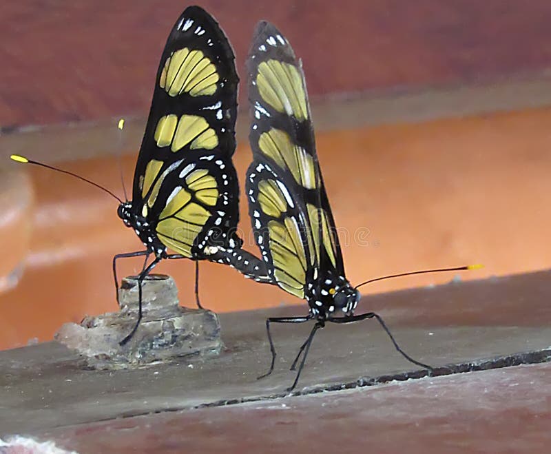 Yellow Monarch Buttefly Danaus Plexippus Couple Reproducing Stock Photo ...