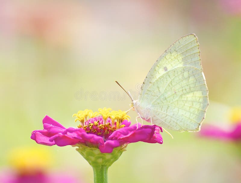 Yellow Monarch butterfly stock photo. Image of elegant - 74998580