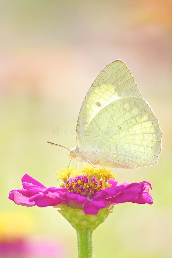 Yellow Monarch butterfly stock photo. Image of elegant - 74998580