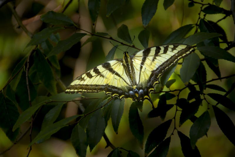 Yellow Monarch Butterfly on Green Leaves Stock Image - Image of ...