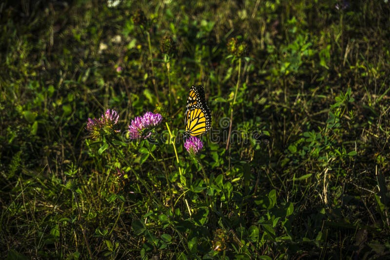 Yellow Monarch Butterfly Working on Flowers To Take in the Nectar Stock ...