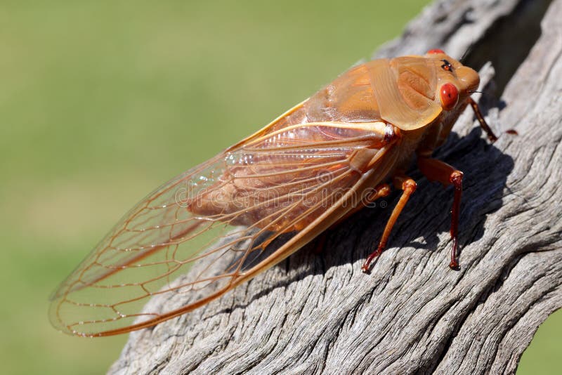Yellow Monday Cicada stock image. Image of monday, wildlife - 200844109