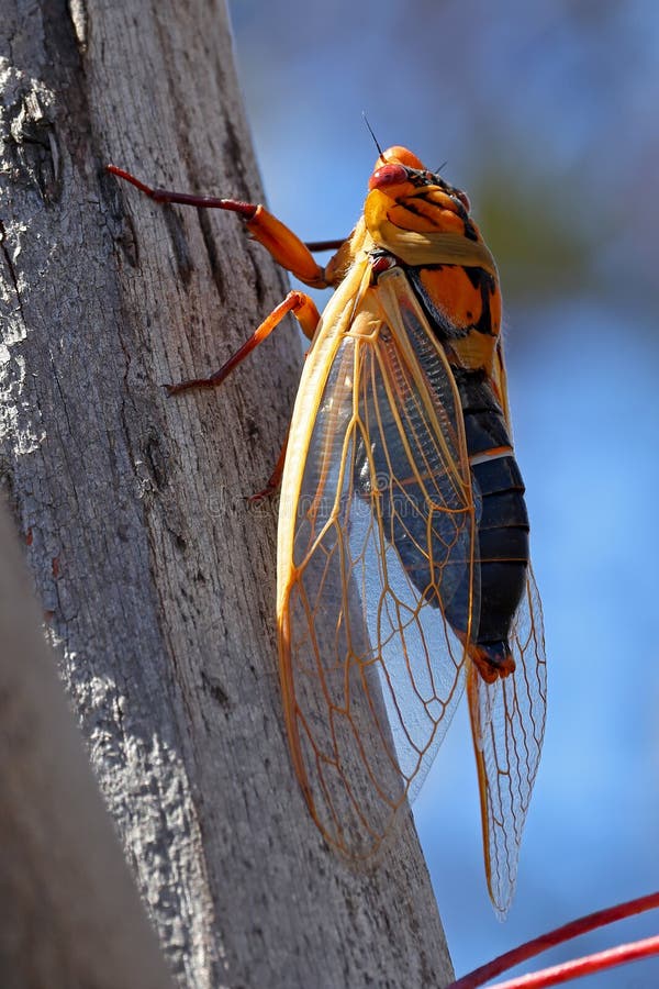 Yellow Monday Cicada stock image. Image of monday, wildlife - 200844109