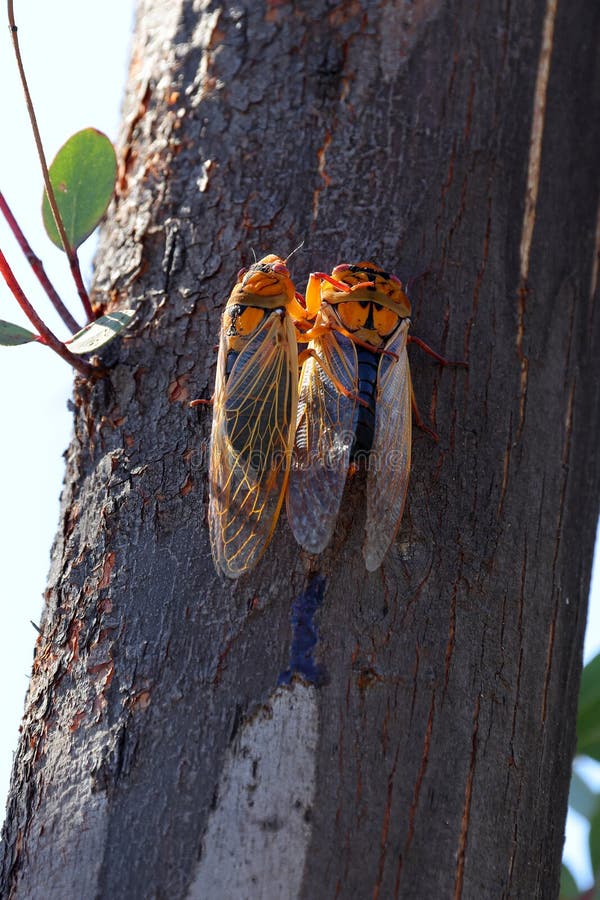 Yellow Monday Cicada stock photo. Image of australasiae - 202514314