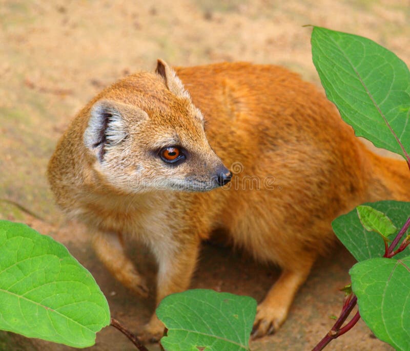 Yellow mongoose stock photo. Image of mammal, grasslands - 10555152