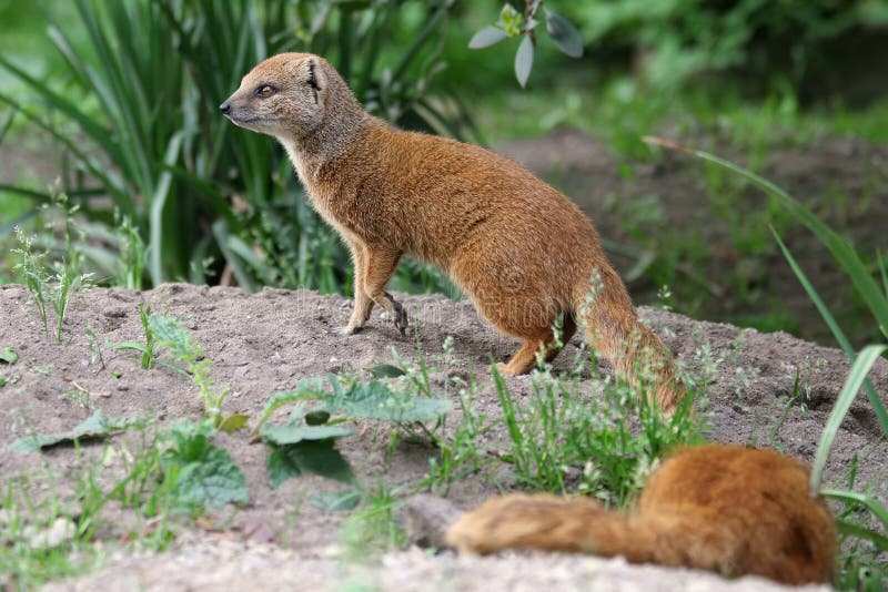 Yellow Mongoose 3 stock image. Image of small, lilies - 78379371