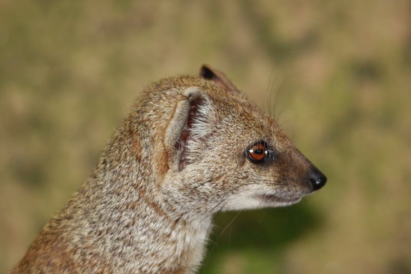 Mongoose Eyes Turn Red