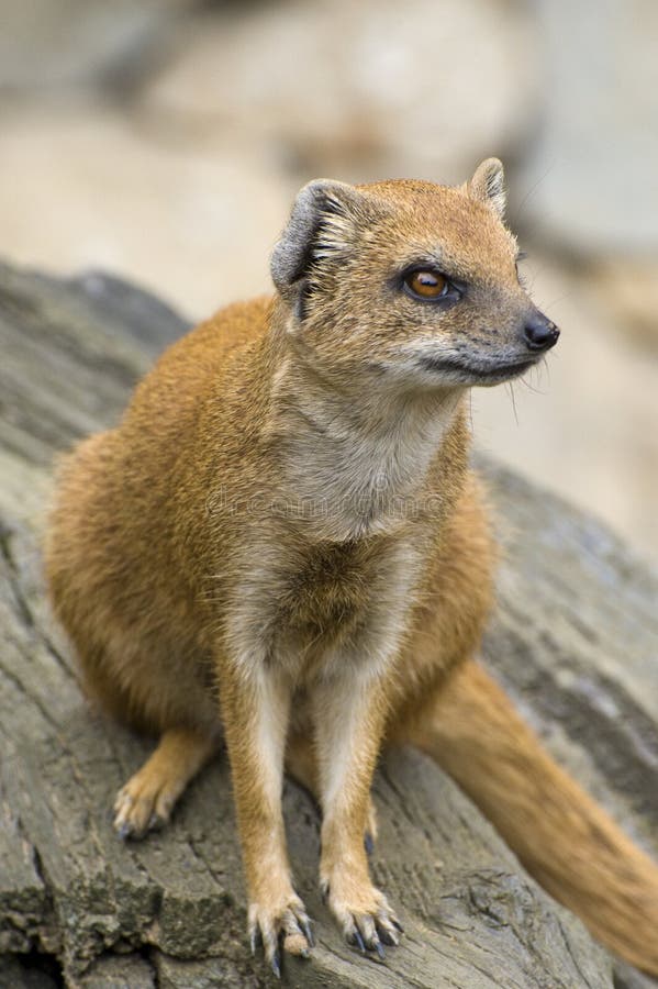 Yellow Mongoose stock image. Image of yellow, mongoose - 10904271