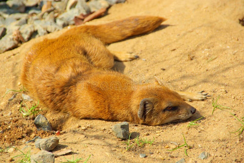 Yellow Mongoose stock image. Image of sleeping, small - 11403065