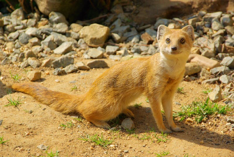 Yellow Mongoose stock image. Image of wild, cynictis - 11403073