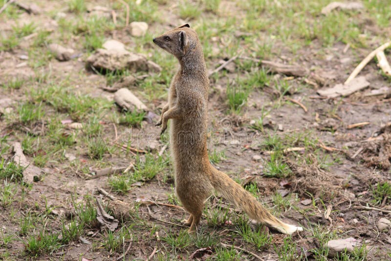 Yellow Mongoose stock photo. Image of standing, posture - 12905516