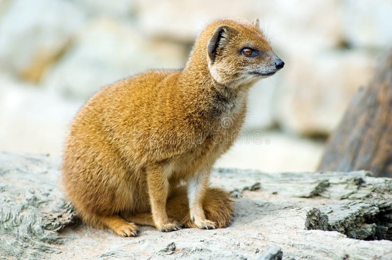 Banded mongoose stock photo. Image of animal, cute, nature - 1232634
