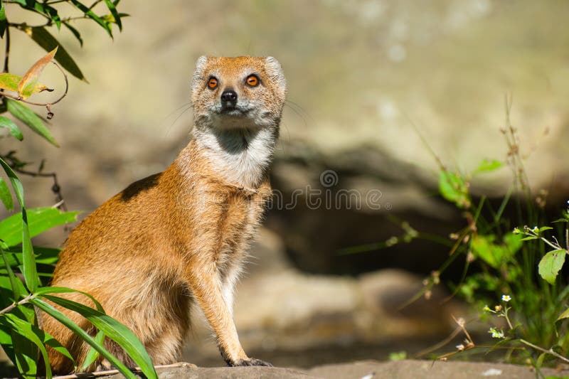 Yellow mongoose stock image. Image of outdoors, mammal - 22696299