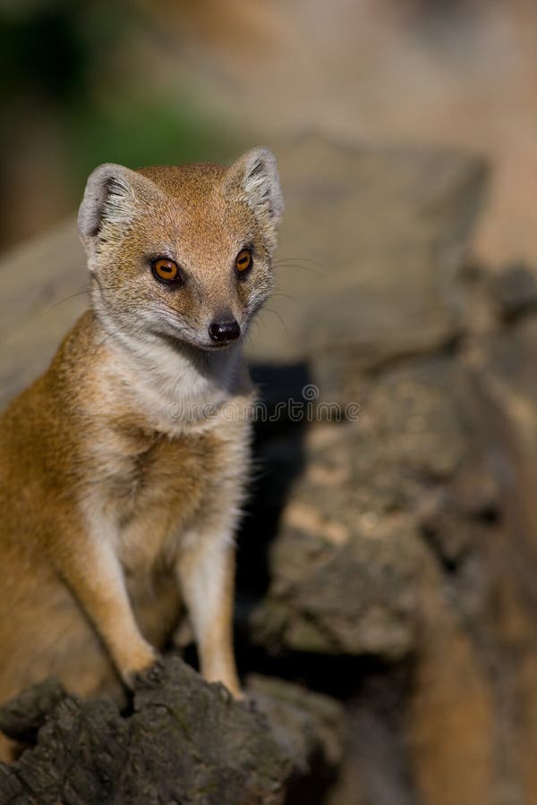 Yellow mongoose stock photo. Image of guard, color, outdoor - 19001192