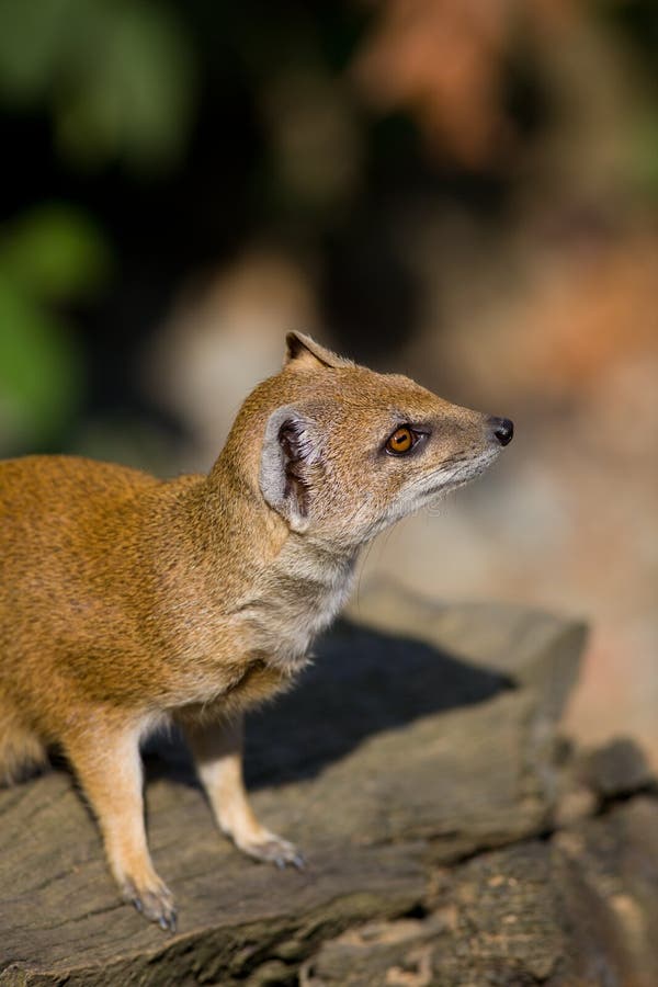 Cute yellow mongoose stock photo. Image of mouth, head - 21617792
