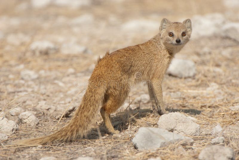 Commuter Legs stock vector. Illustration of female, feet - 11316080